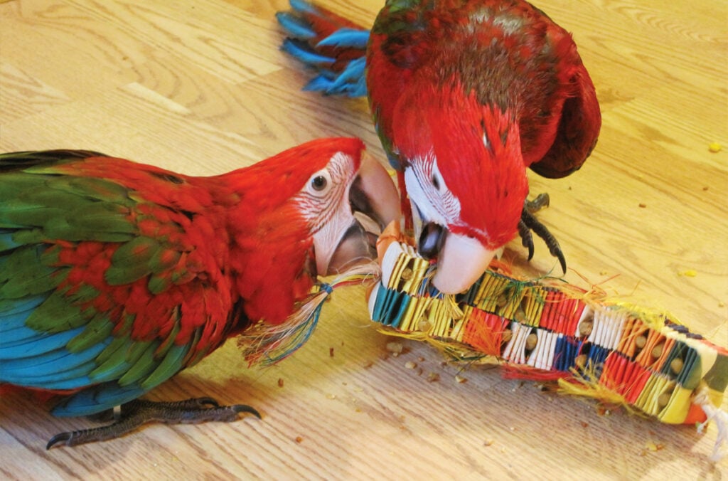 Premium Enrichment Food for Large Parrots - Hagen Avicultural Research ...