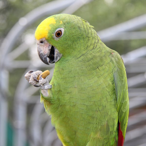Premium Seed Blend for Finches - Hagen Avicultural Research Institute
