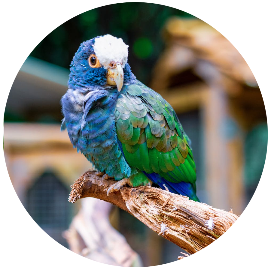 Pionus - Hagen Avicultural Research Institute