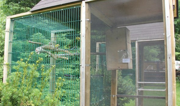 Designing An Outdoor Parrot Flight or Aviary - Hagen Avicultural ...