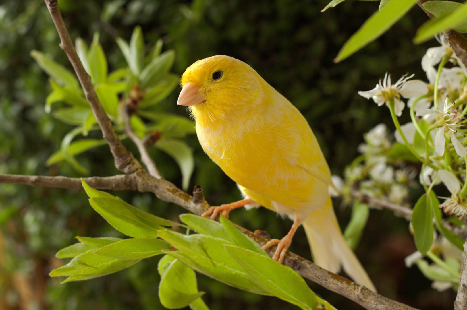 Canaries - Hagen Avicultural Research Institute