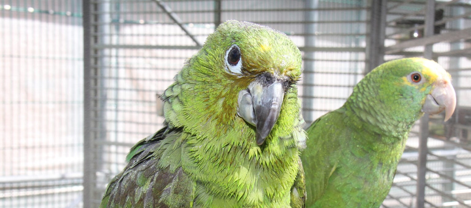 Designing An Outdoor Parrot Flight or Aviary - Hagen Avicultural ...